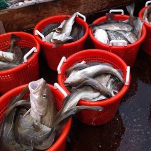 Maine Seafood Guide - Cod - Maine Sea Grant - University of Maine